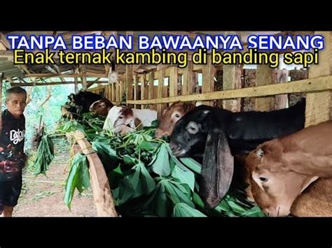 Sudah Merasakan Kemudahan Ternak Kambing Di Banding Sapi YouTube