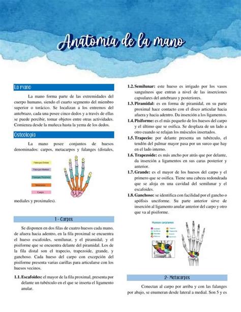 Anatomía mano Camila Negrón uDocz