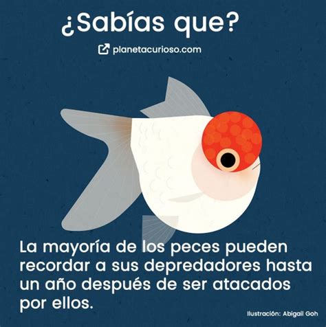 175 Datos Curiosos Cortos que te dejarán con la boca abierta Planeta