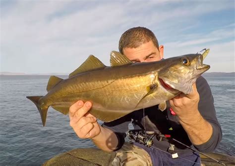 Lure Fishing For Big Pollock UK Shore Fishing Planet Sea Fishing