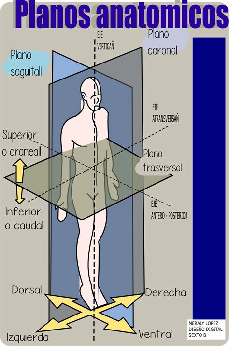 Dibujo De Planos Anatomicos Porn Sex Picture