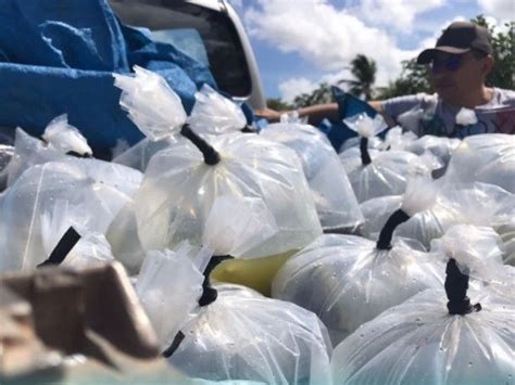 Secretaria de agropecuária realiza a soltura de 50 mil peixes na lagoa