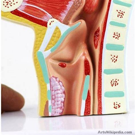 Anatomical Human Nasal Cavity Throat Model Anatomy Medical Model