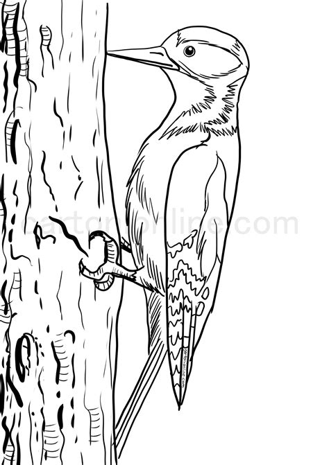 Woodpecker Coloring Pages