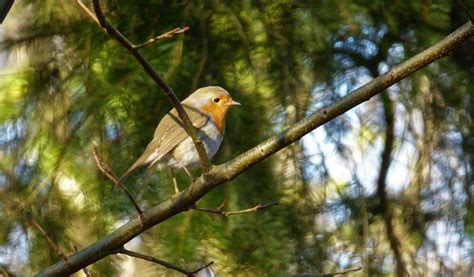 Le Week End Du Comptage Des Oiseaux Des Jardins Penhars Infos Quimper