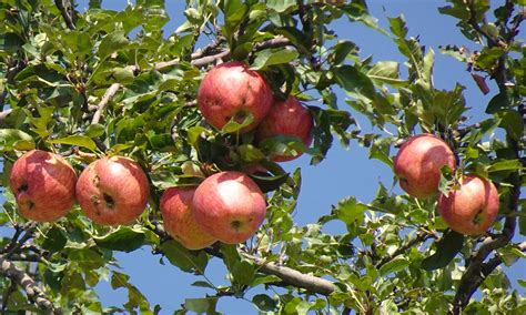 Manzana Árbol Fruta Foto gratis en Pixabay Pixabay