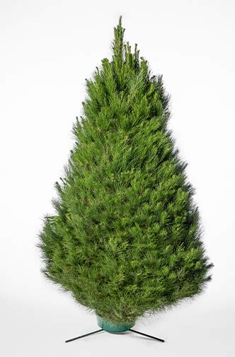 Monterey Pine The Real Christmas Tree Board