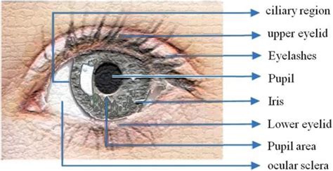 iris recognition approach for identity verification with dwt and multiclass svm [peerj]