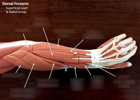 Dorsal Forearm Superficial Layer Radial Group Diagram Quizlet