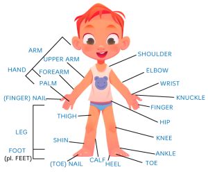 Partes del cuerpo en inglés