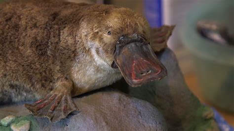 Cuánto sabes sobre animales en peligro de extinción Fundación Aquae
