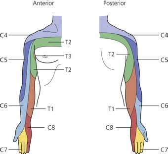 Upper Body Dermatomes