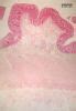 Large Intestine Histology