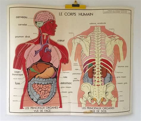 Carte murale ancienne école médecine corps humain French vintage School