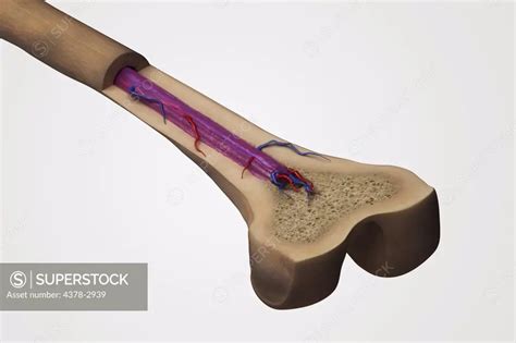 Cross Section Of A Femur Bone Showing The Anatomical Structure