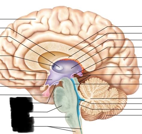Anatomy Lab Midsagittal Section Of The Human Brain Diagram Quizlet