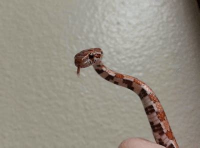 Omg Snakes Tumblr Tumbex