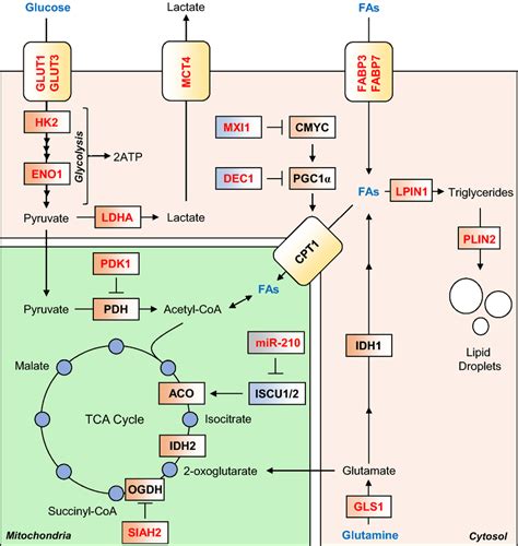 HIF Mediated Changes To Mitochondrial Carbon Metabolism HIF Signalling