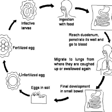 Life Cycle Of Ascaris Lumbricoides Source Secretariat 2014