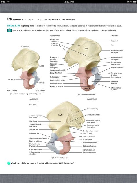 Principles Of Anatomy And Physiology Chapter 8 The Skeletal System