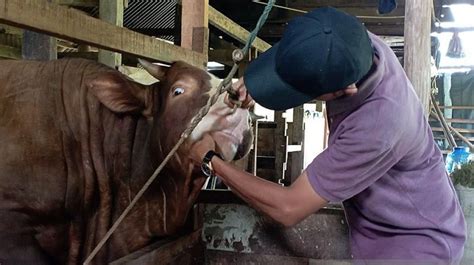 Ratusan Sapi Dan Kerbau Di Garut Dapat Subsidi Asuransi