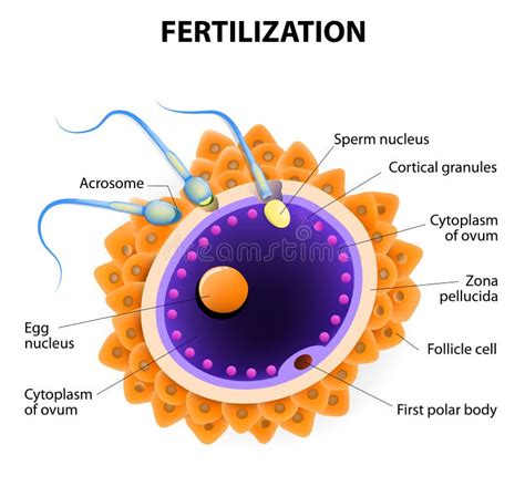Fertilization Penetration Sperm Cell Of The Egg Stock Vector Image 44005364