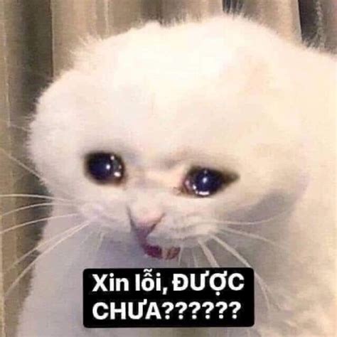 Tổng hợp meme xin lỗi cute dễ thương hài hước