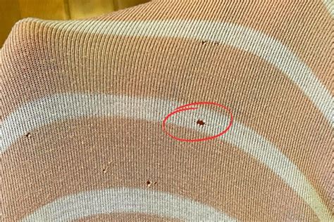 Comment Reconnaître les Trous de Mites dans un Vêtement Et les Éviter