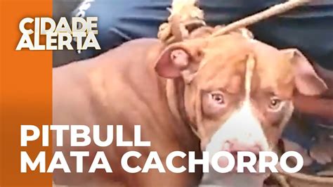 Pitbull Que Estava Solto E Atacou E Matou Outro Cachorro Foi Apreendido
