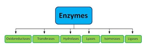 Enzymes Learn Their Structure Classification And The Various Examples
