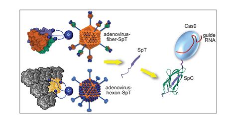 Efficient Genome Editing Achieved Via Plug And Play Adenovirus