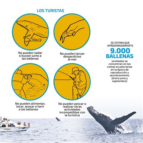 Atenci N Minutos Es Tiempo M Ximo Para Ver A Las Ballenas Jor
