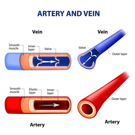 Veins And Arteries Diagram