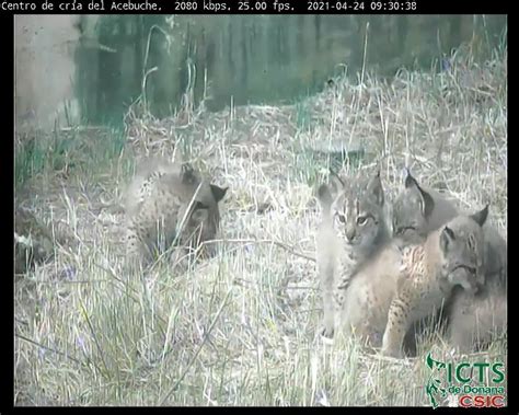 Lince Ibérico Lynx pardinus S O S Espectaculares imagens da Mãe em