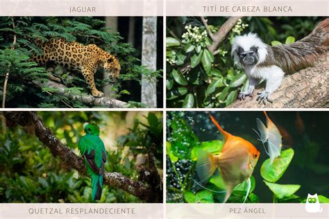 60 Animales del bosque tropical Características y FOTOS