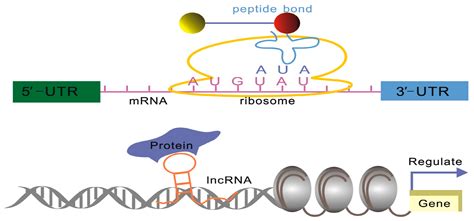 The Rna Code Comes Into Focus
