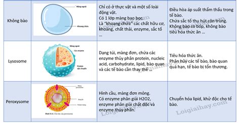 Khái niệm các bào quan có trong tế bào chất
