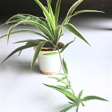 Why Is My Spider Plant Growing Long Stem Guide Indoor Mint