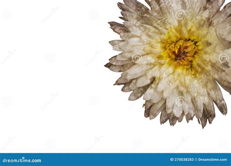 Flor Aislada En Fondo Blanco Con Efecto Acuarela Ilustraci N Del Vector