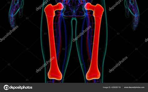 Anatomía Del Esqueleto Humano Representación Del Hueso Del Fémur Para