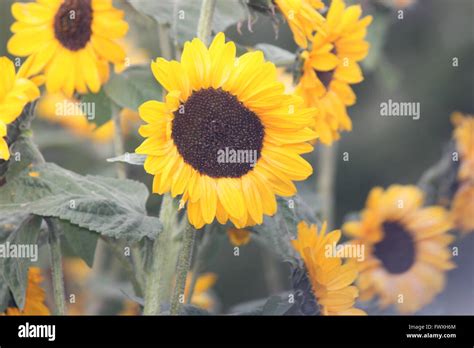 Details 48 El Girasol Es Una Planta Anual Abzlocal Mx