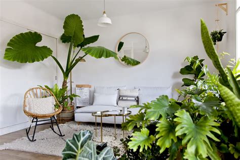 Plantes d intérieur photos et conseils d entretien pour ses plantes