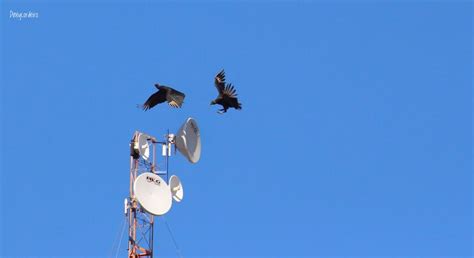 Two Birds Are Flying Over An Antenna And Radio Dish On A Clear Day In