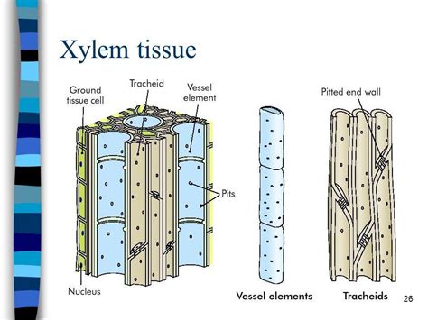 Difference Between Xylem And Phloem Class Ncert Zohal