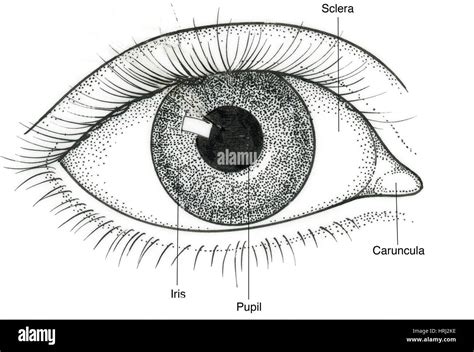 Eye Illustration Fotos e Imágenes de stock Alamy