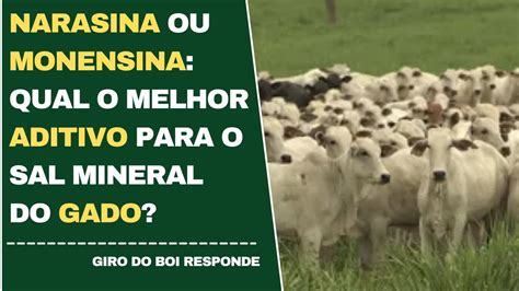 Narasina Ou Monensina Qual O Melhor Aditivo Para O Sal Mineral Do Gado