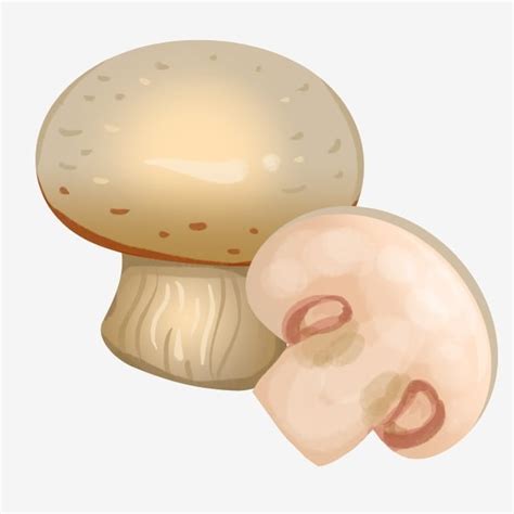 Vegetable Mushroom Food Illustration Delicious Mushrooms PNG