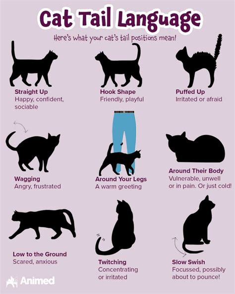 How To Read Cat Tail Language Animed Direct