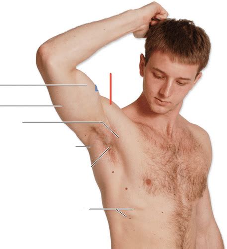 Week Surface Anatomy Of Upper Lower Limbs Flashcards Quizlet