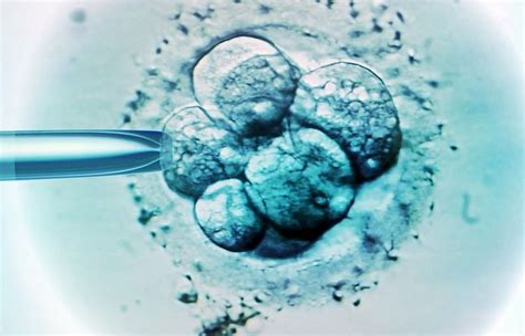 Cómo se realiza una Fecundación in Vitro Todas las fases Etapas